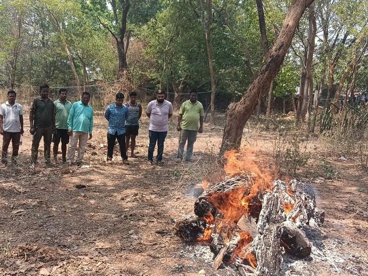 Korba Cheetal Attack: 4-Year-Old Injured by Stray Dogs Dies