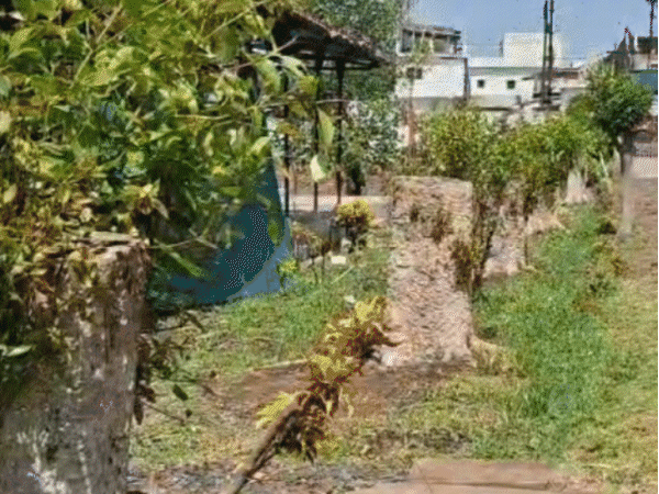Agri University Tree Cutting Scandal | Investigation Underway
