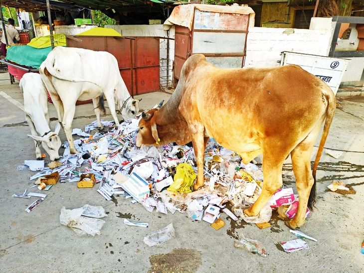 Medical waste is being dumped on the cremation ground near the hospital ...