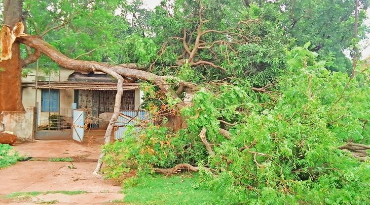 Neem tree fell on the roof of the quarter