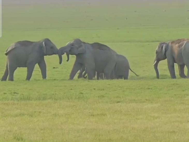Corbett Dhikala Baby Elephants Play | Adorable Video by Sanjay Chhamal