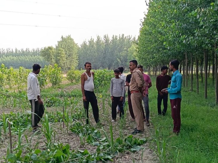 Shahjahanpur Farmers 150 Poplar Trees Chopped; Police Investigation ...