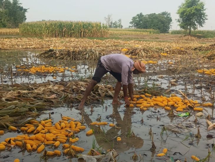 Adapur Bihar Monsoon Rain Flood | Maize Crop Damage Affects Farmers