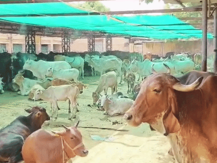 Kota Livestock Vaccination Campaign Launched to Prevent FMD Before Monsoon