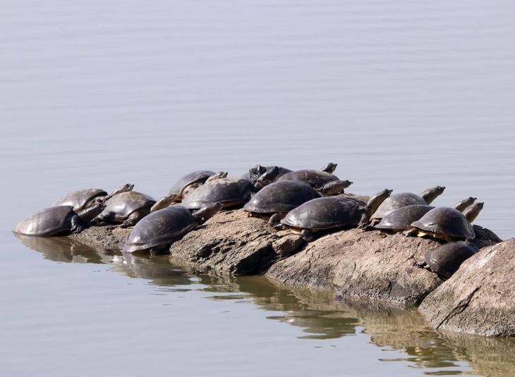 The number of turtles doubled in an area of 100 square meters.