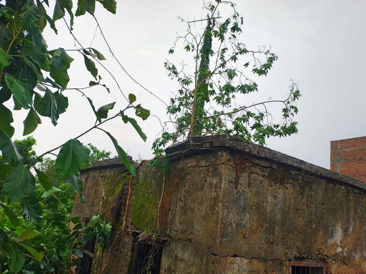 Khagpur Panchayat Building Collapse Amidst Storm | Mango Crop Damaged