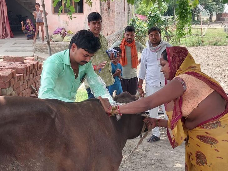 Mishrauli Guni Tola Rabid Dog Attacks 8 Cows | Vet Treatment