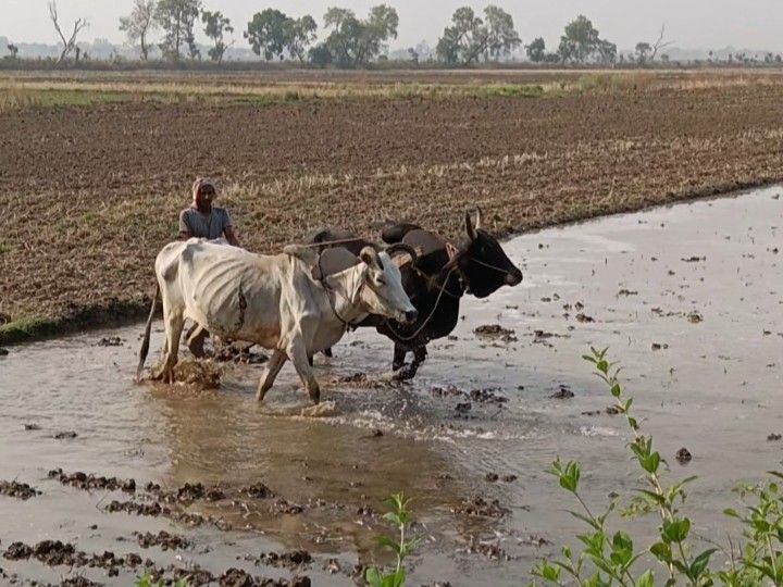 Zamania Farmers Warn of Water Shortage | Tadighat Canal Irrigation Issues