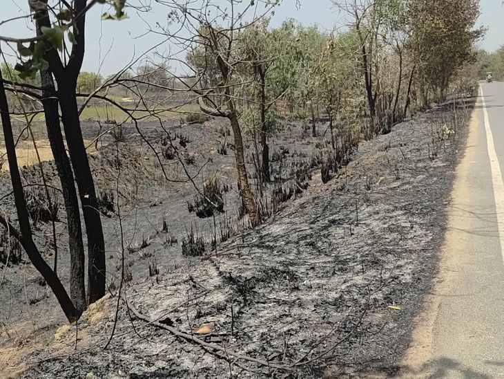 Kamtaganj-Shivgarh Road Trees Burned | Forest Dept Saplings Razed