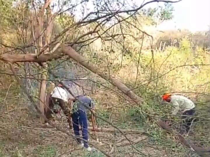 Chakarnagar Farmer Alleges Illegal Tree Cutting on Farm Land; Seeks Action