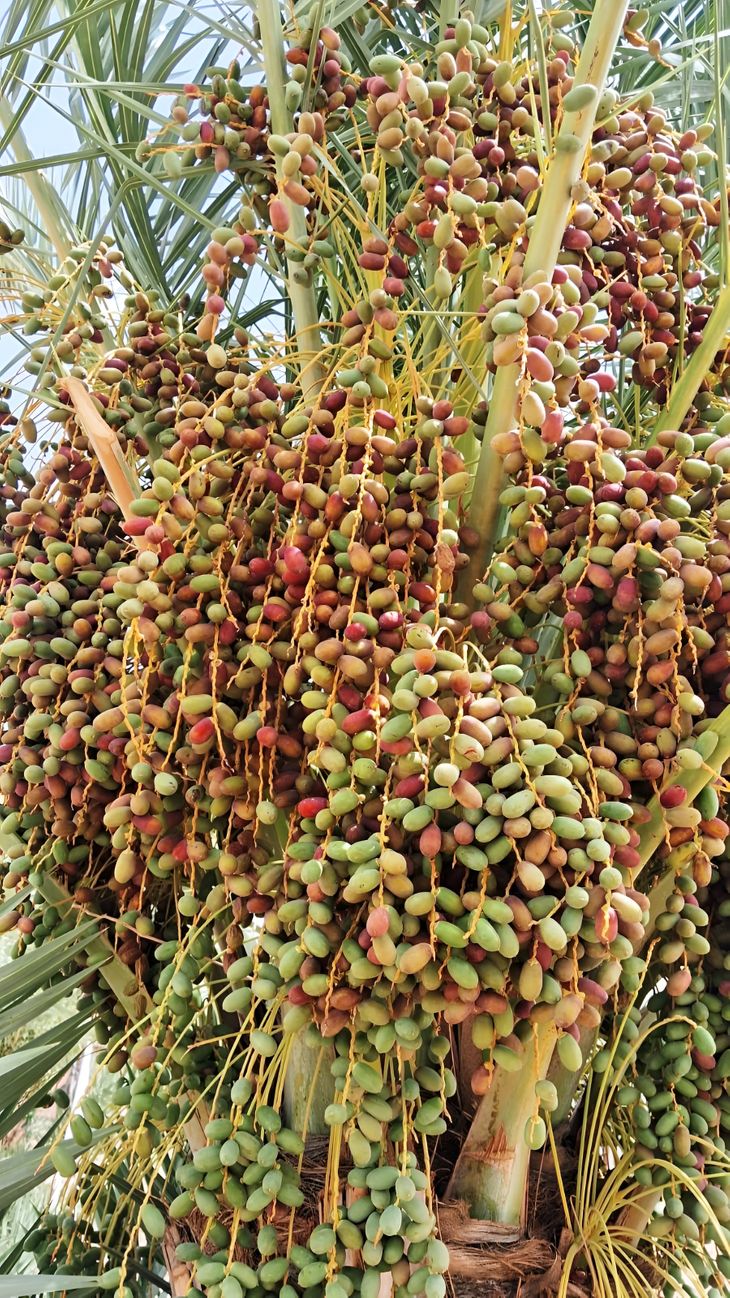 Anand Red Dates variety ready