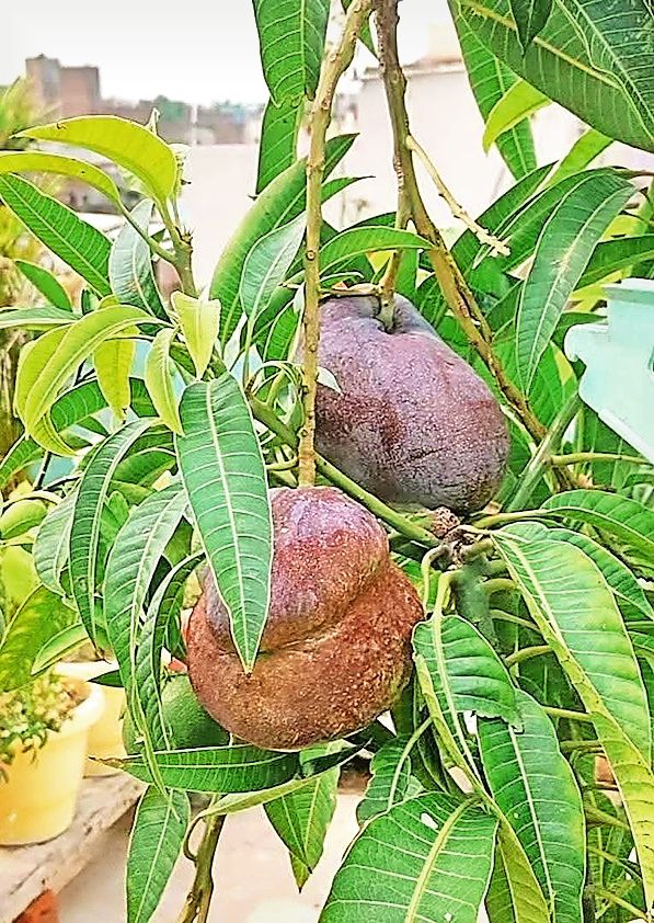 The aroma of Miyazaki mangoes in Japan is a major attraction.