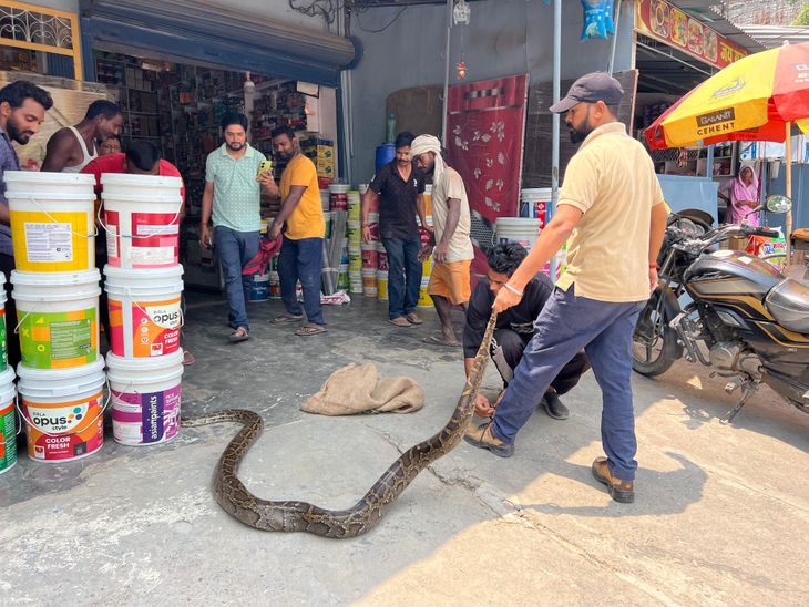 Ghughli Paint Shop Python Scare | Serpent Rescuer Catches 10ft Python