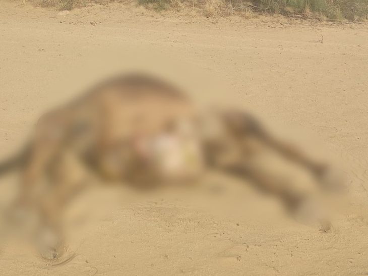 Jaluwala 11KV Line Fall | Camel Death; Owner Demands Compensation