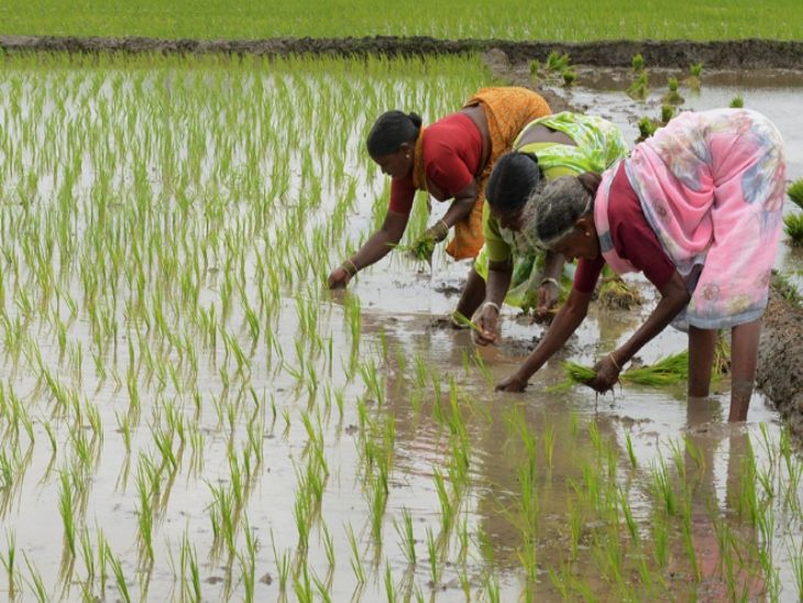 Tech Farming Cuts Costs 40%, Boosts Yield | Agri Innovation