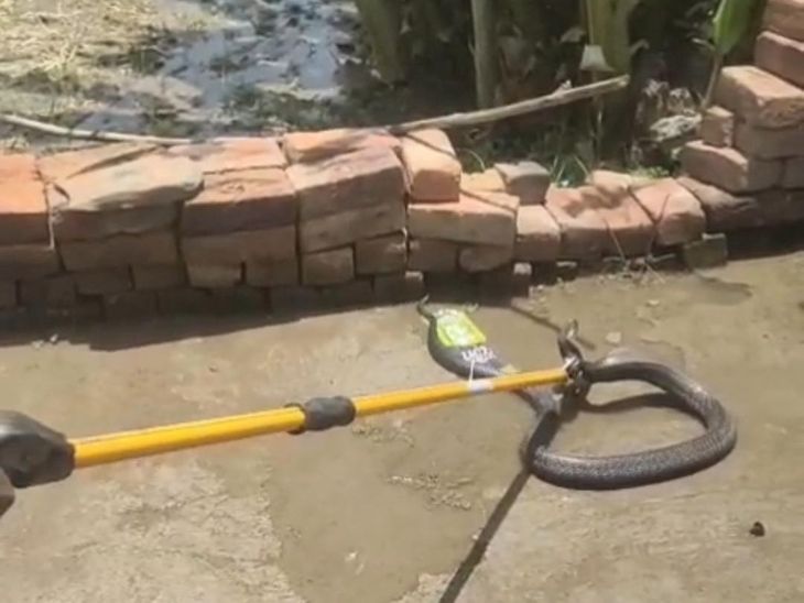 Chhabra Snake Rescue | Van Vibhag Safely Releases Serpent in Forest