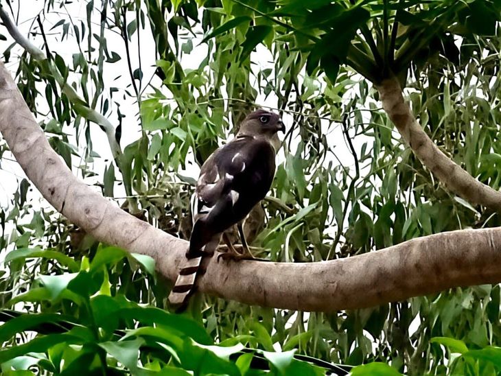 Panna Shikra Bird: Fast Hunter Photo | DFO Calls It Ecosystems Key
