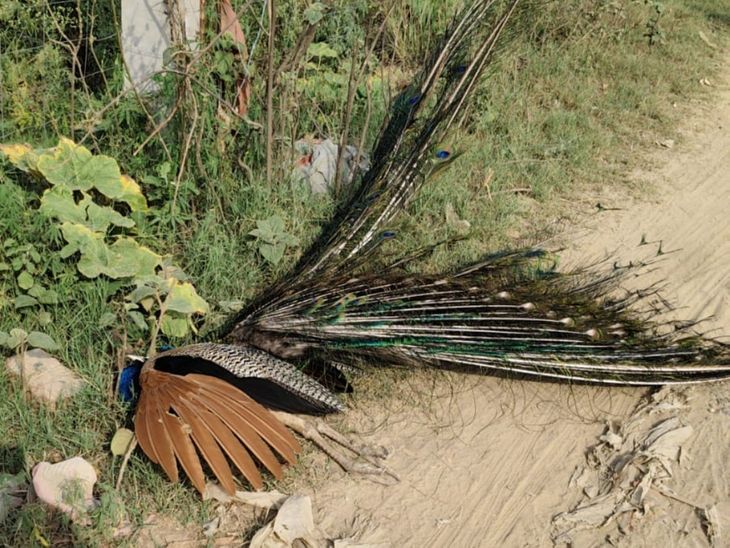 National Bird Death | Hareli-Alipur Power Line Accident