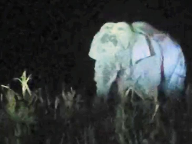 Katarnighat Elephants Destroy Sugarcane Crop | Farmers Face Losses