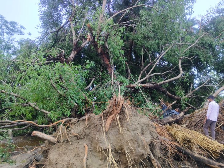 Aligarh Godha Storm Tears Through Area; Poles, Transformers Down, Cow Dies