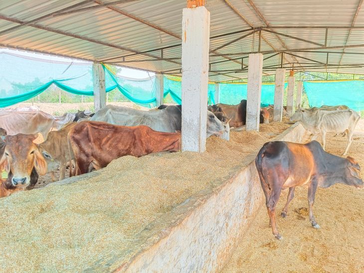Kurawan Cow Shelter Improved | Dainik Bhaskar News Impact | Animals Get ...