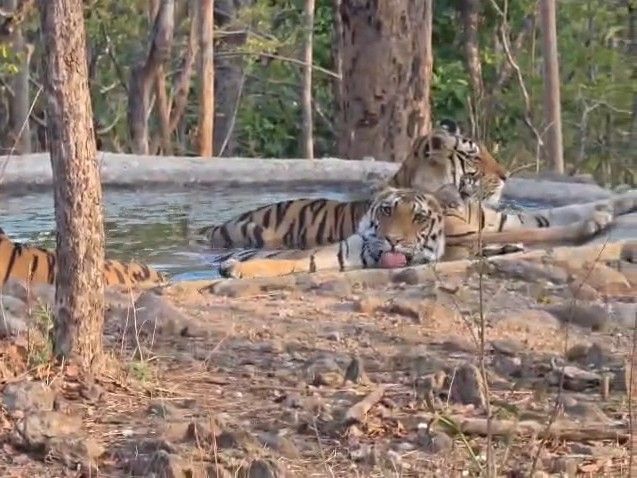 Kanha Tiger Reserve: Tigress with Cubs Cools Off in Waterhole | MP News