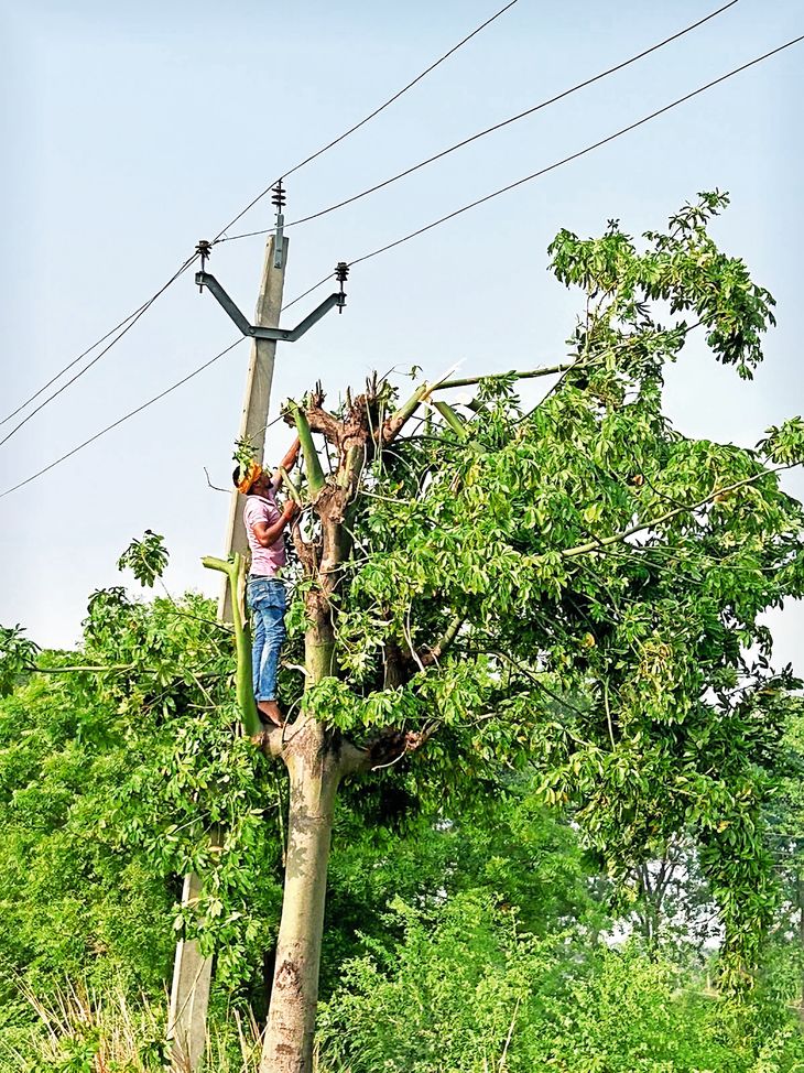 Preparation: Tree branches adjacent to power lines are being trimmed ...