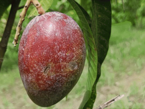 Patna Grand Mango Festival June 13 | 100+ Rare Premium Mangoes Display