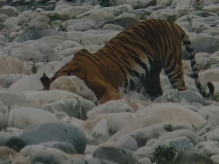 Tiger Sighting Near Corbett | Sunderkhal Village Cow Kill Alert