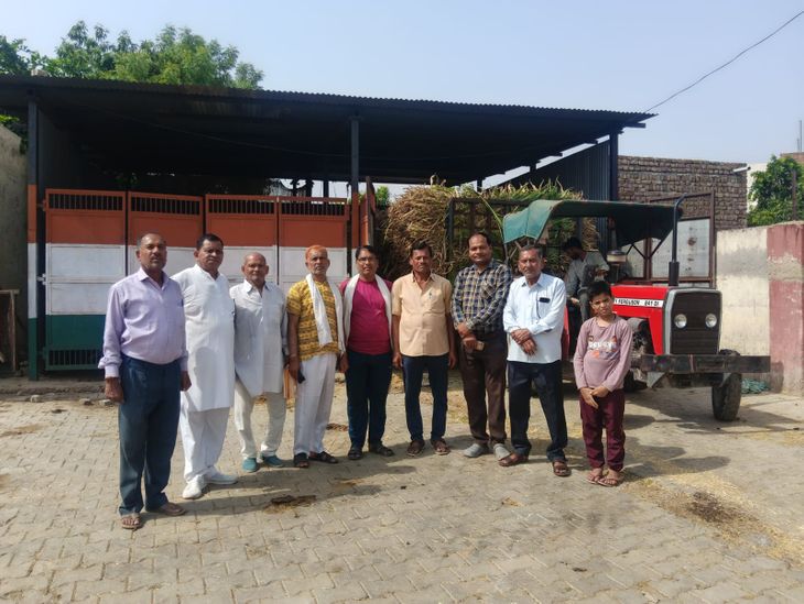 A trolley of green fodder was distributed to the cows in the cowshed.