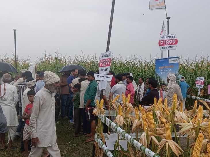 Kasganj Pioneer Maize Harvest Day: High Yield Seeds