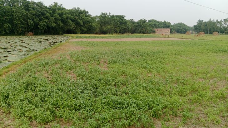 Jute production has declined by 80 percent.