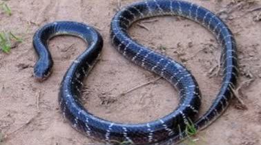 Youth dies of snake bite in Bishunpur, second incident in three days