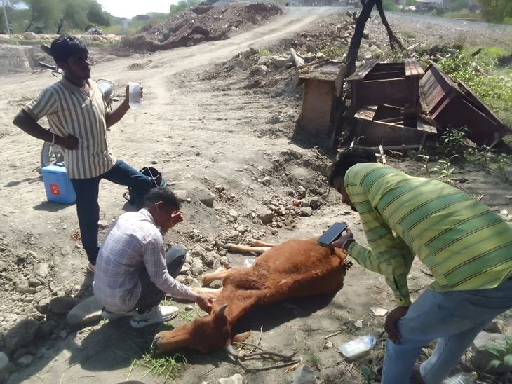 Seeing injured cattle, youth formed a team and rescued 150 cattle.