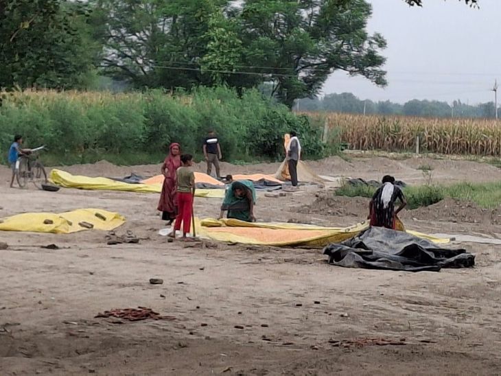 Nawabganj Corn Crop Submerged | Fodder Crisis Deepens for Farmers