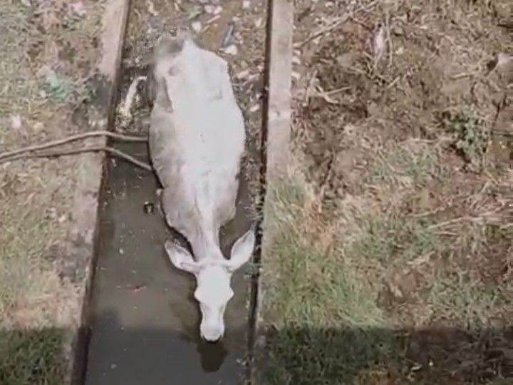 Lehchauhra Village Cow Falls Drain | Graameen Rescue Effort