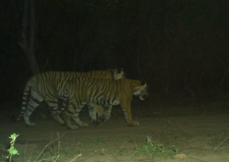 New tiger domain in Mukundra: Tigress MT-6 sets out on territory ...