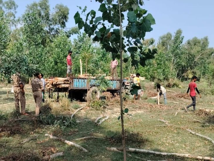 Bareilly SDM Orders Seizure of Poplar Wood in Land Dispute