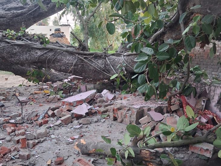 Rampur Dev Sthan, Mazaar Damaged; Children Escape Tree Fall | Mevla Dharu