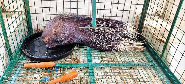 A porcupine fell into a college tank, was rescued and released safely ...