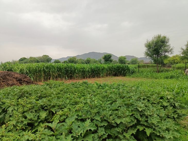 Kotputli-Bahror Pre-Monsoon Rain: Relief from Heat, Benefit for Farmers ...