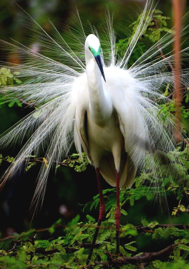 The egret spreads its wings to woo the female.