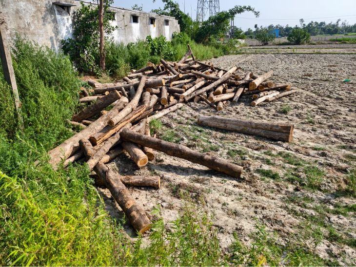 Gonda Illegal Tree Cutting: Fine Issued, Warning Given for Teak Wood ...