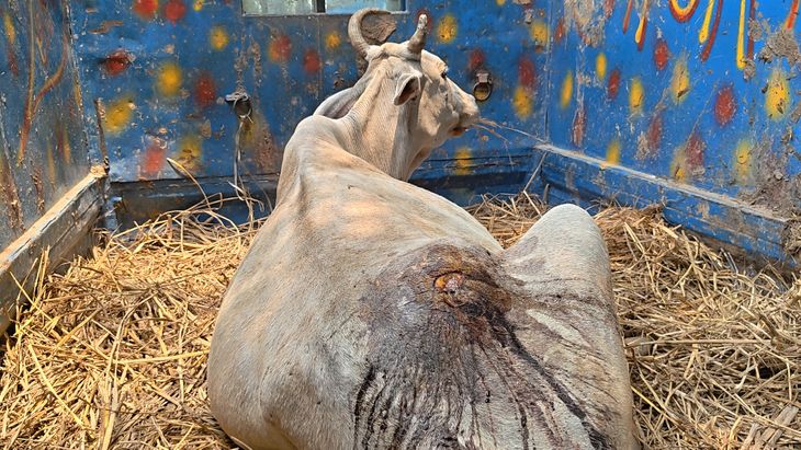 Fight over land dispute, cow injured by bullet, one arrested