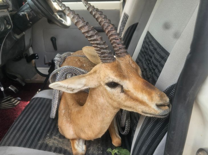 Bagundi Maral Saved from Dog Attack | Van Vibhag Informed