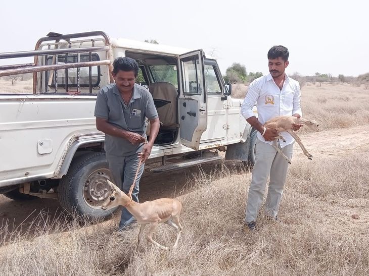 Lathi Forest Dept Rescues 5 Wildlife | All Healthy After Treatment