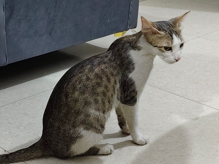 Rampur Teacher Offers Reward for Missing Cat | Kittens Await Mom