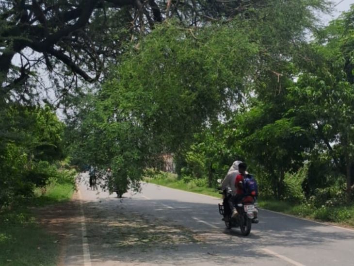 Belthara Road Danger | Kirihirapur Crossing Tree Branch Poses Risk
