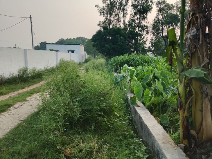 Lakhimpur Kheri Drain Blockage: Heavy Grass Causes Disease Fear