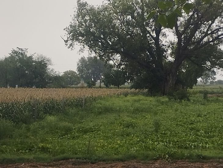 Heat Relief: Pre-Monsoon Arrival Welcomed by Farmers | Rara
